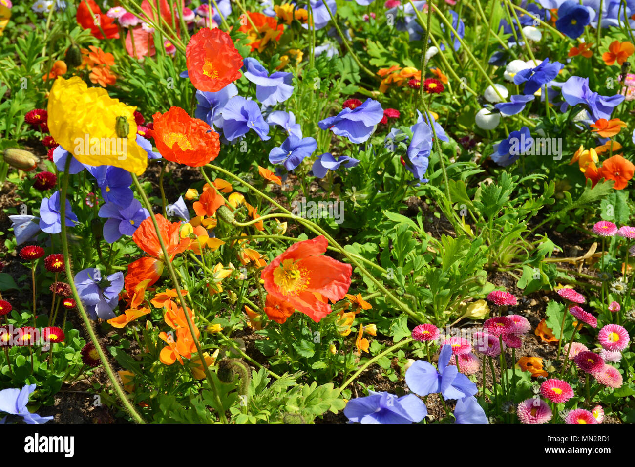 Field of colorful flowers Stock Photo - Alamy