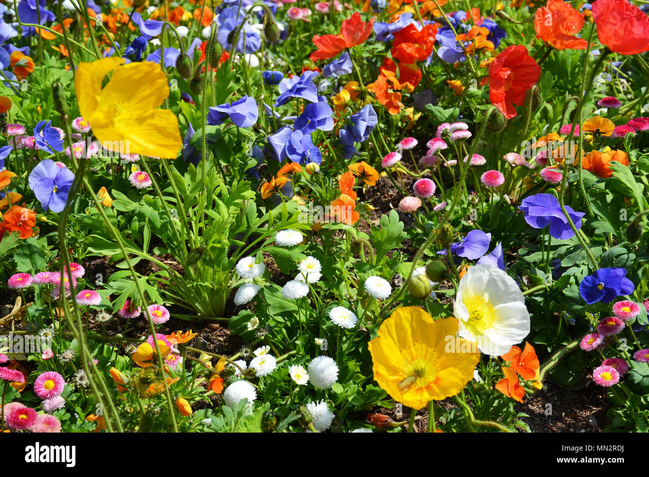 Field of colorful flowers Stock Photo - Alamy