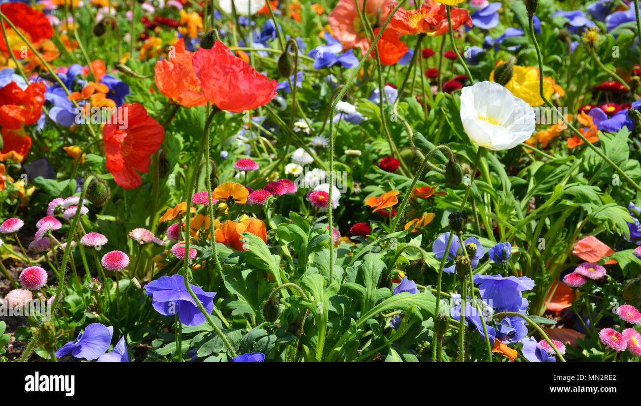 Field of colorful flowers hi-res stock photography and images - Alamy