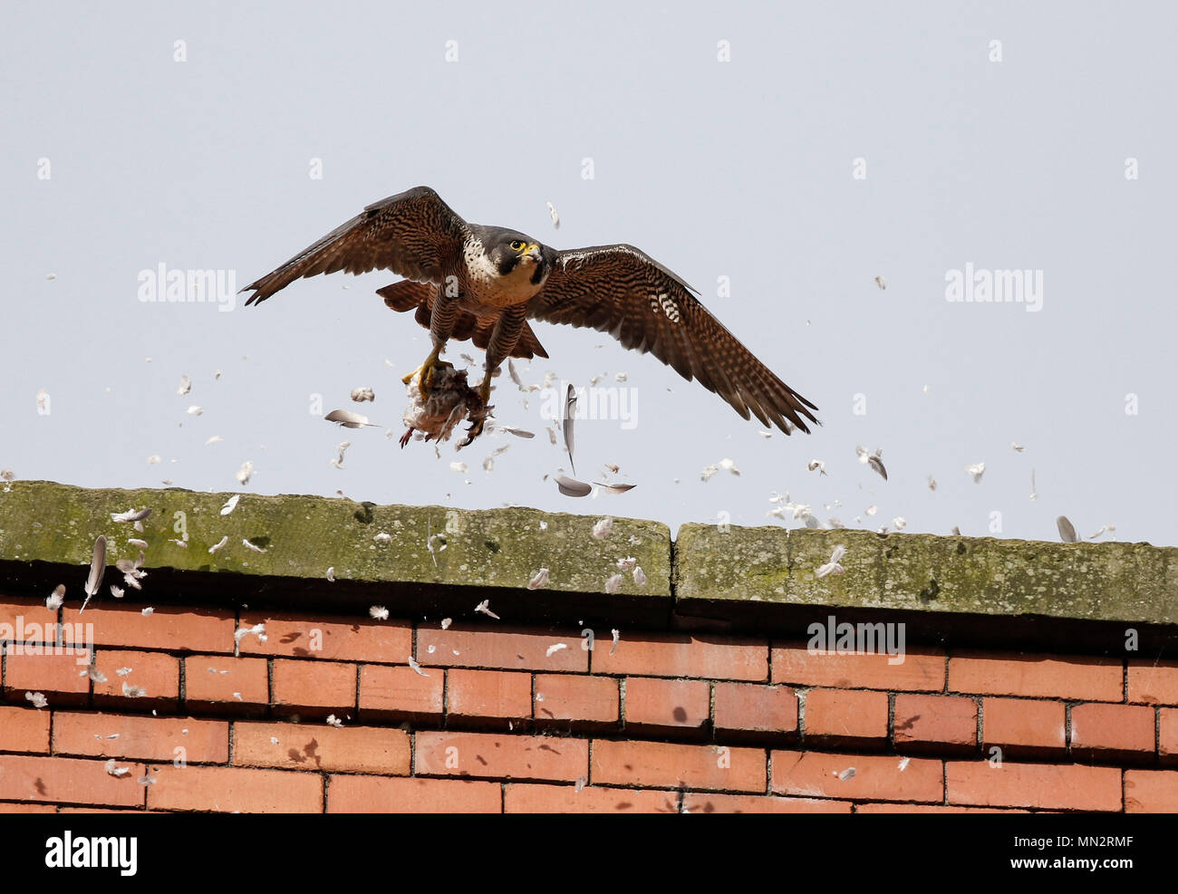Beak peregrine falcon open wings hi-res stock photography and images ...