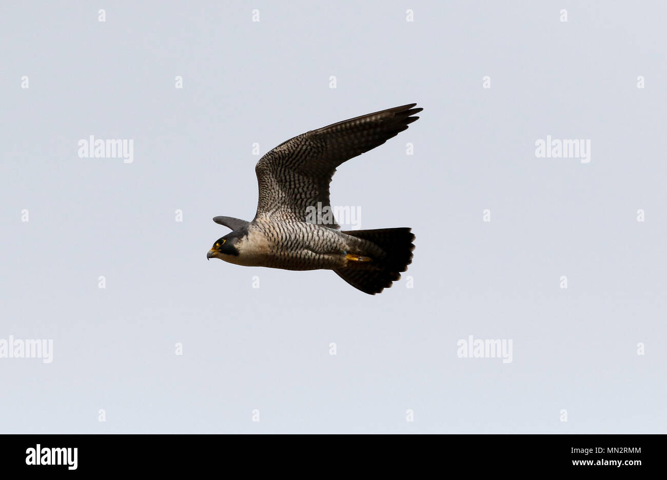 Beak peregrine falcon open wings hi-res stock photography and images ...