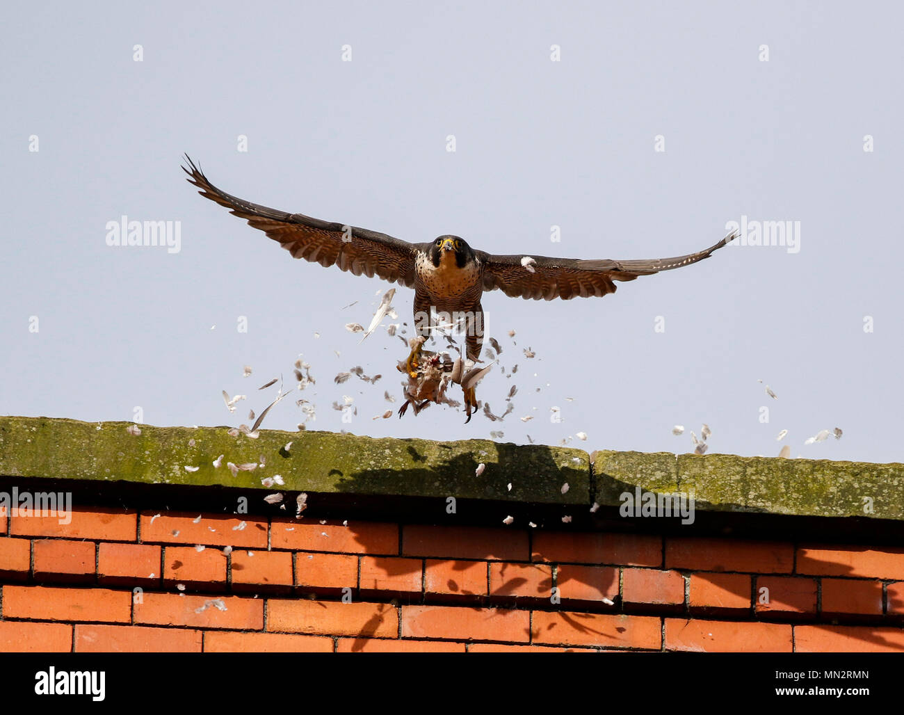 Beak peregrine falcon open wings hi-res stock photography and images ...