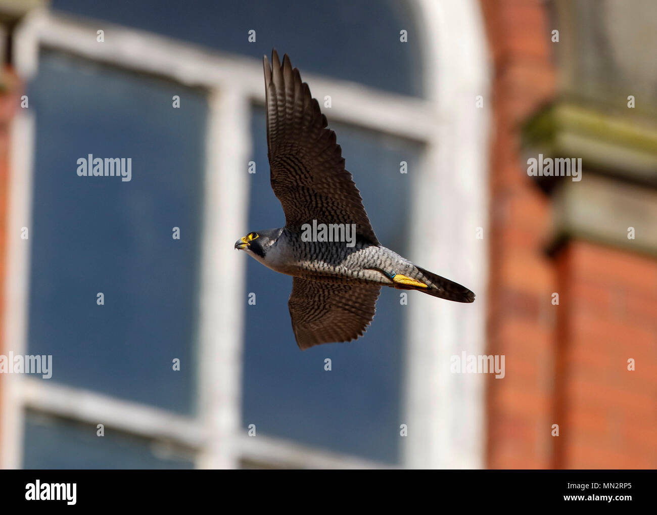 Arched claws hi-res stock photography and images - Alamy