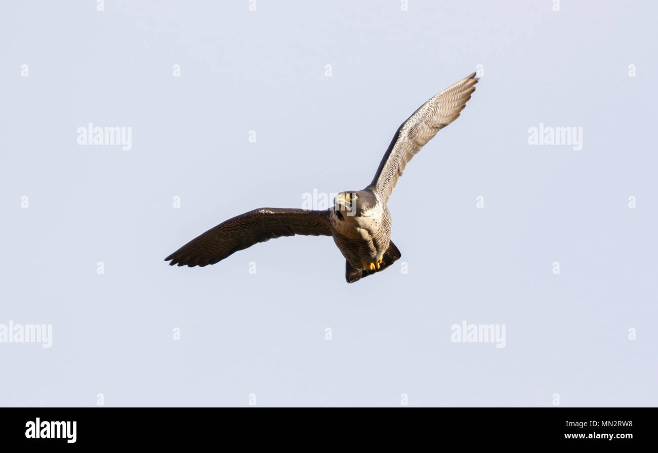 Peregrine falcon open wings bird hi-res stock photography and images ...