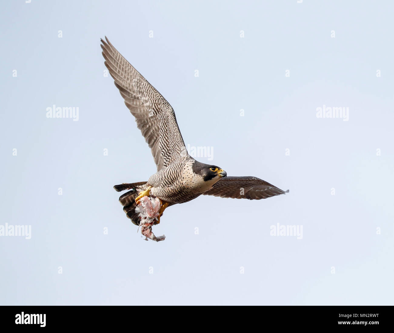 Yellow bird of prey talons hi-res stock photography and images - Alamy
