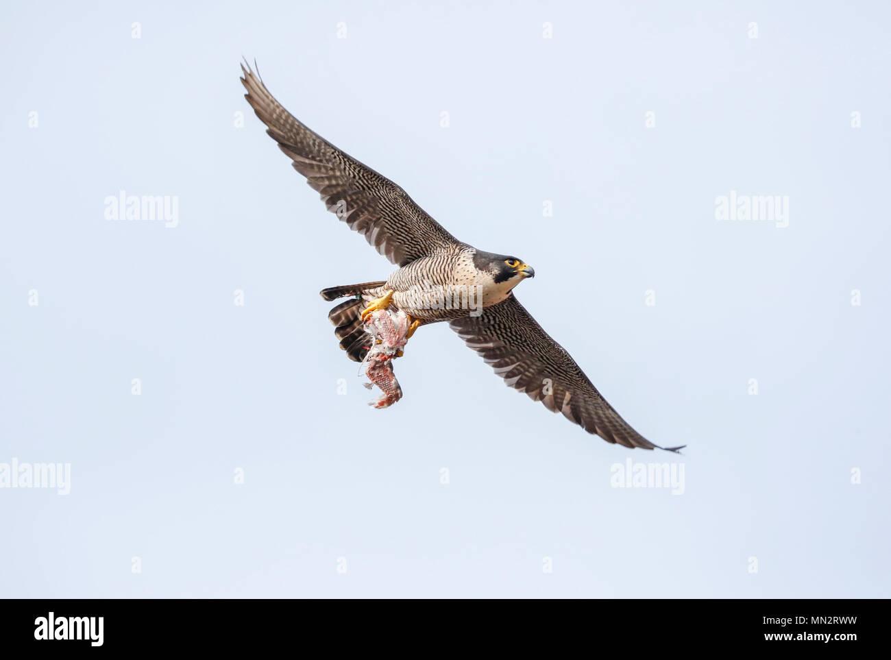 Peregrine falcon open wings bird hi-res stock photography and images ...