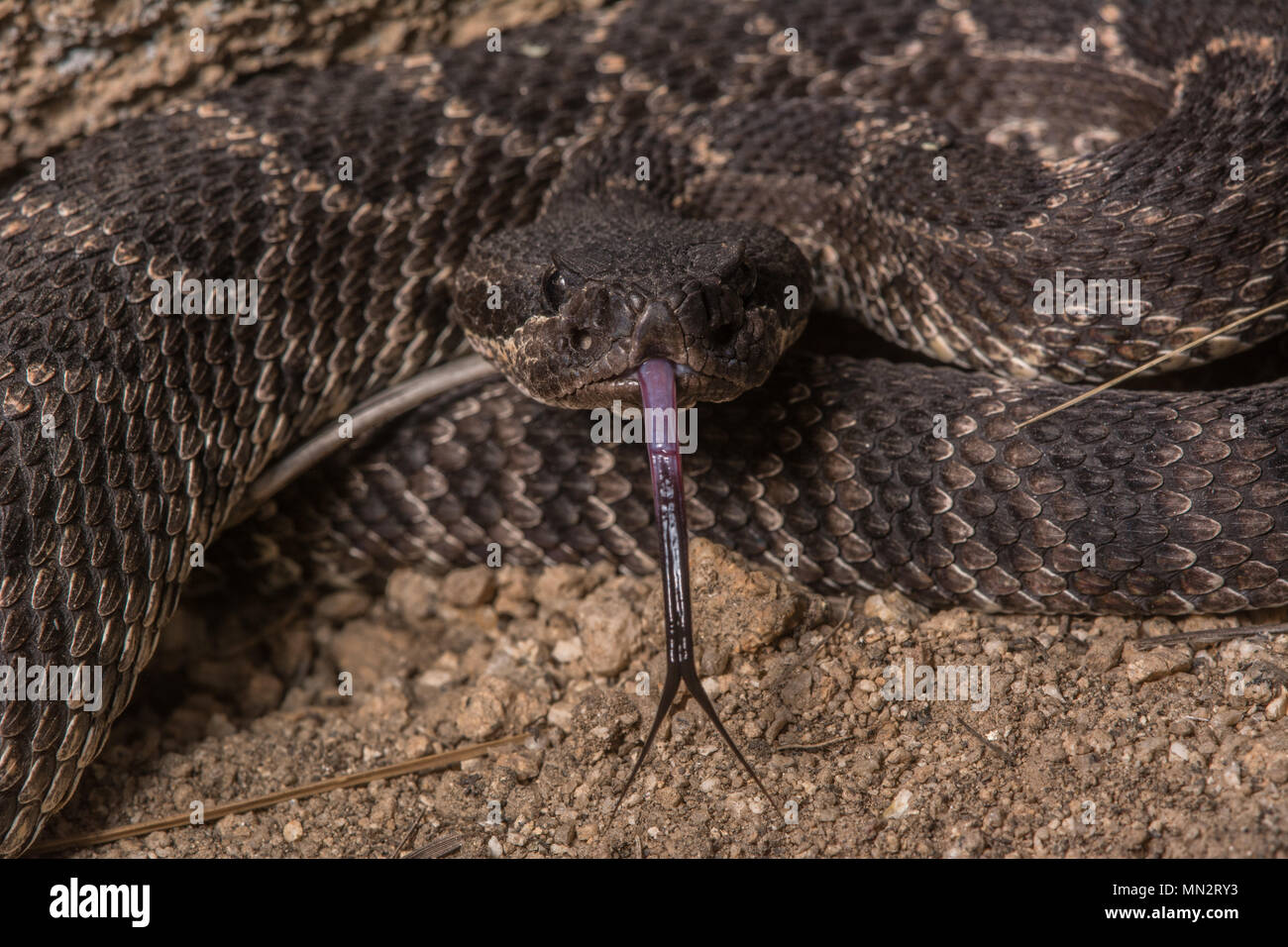 Southern Pacific Rattlesnake (Crotalus oreganus helleri) from the ...