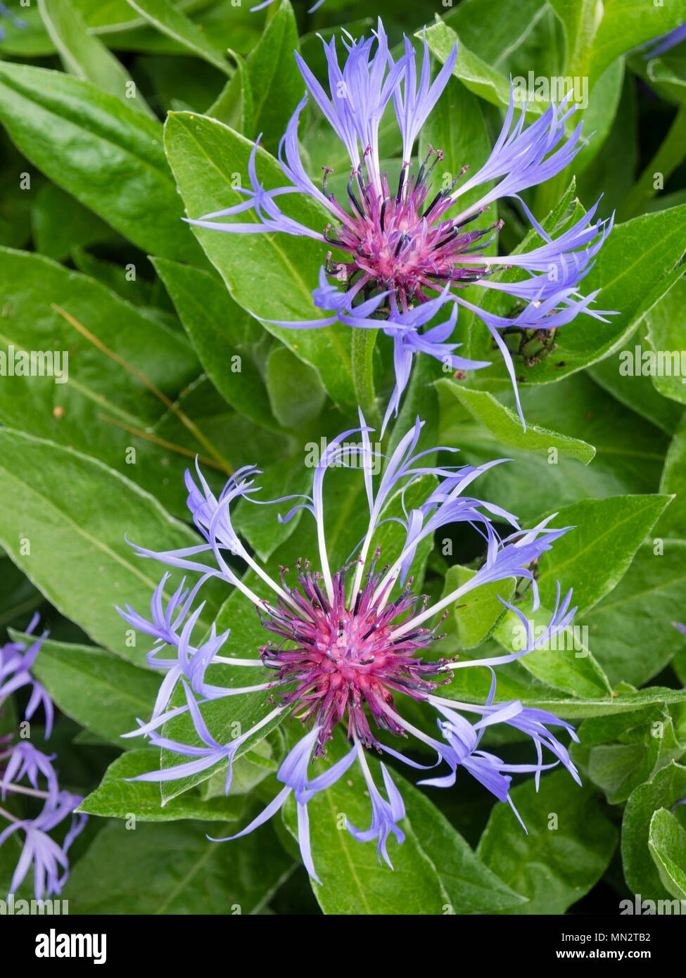 Bluet High Resolution Stock Photography and Images - Alamy