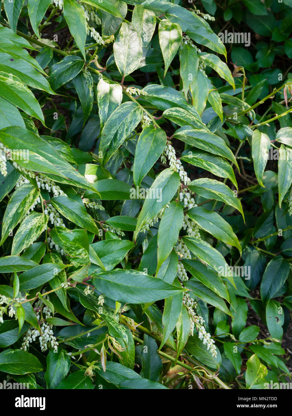 Leucothoe flowers hi-res stock photography and images - Alamy