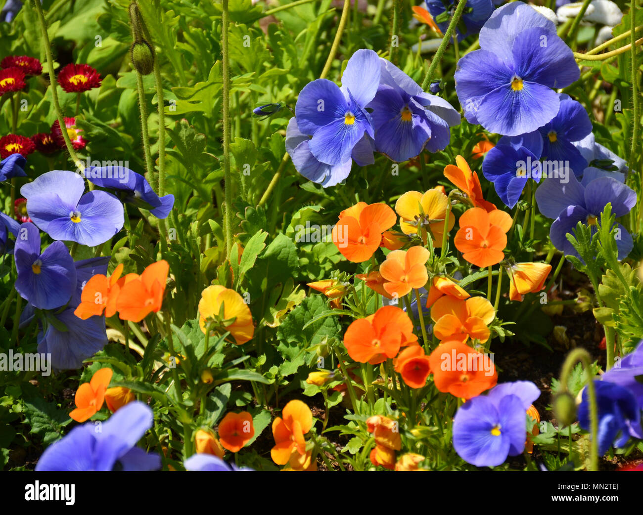 Field of colorful flowers Stock Photo - Alamy