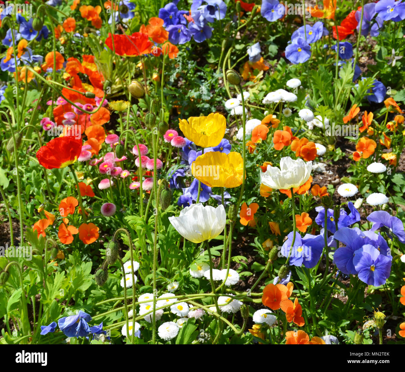 Field of colorful flowers Stock Photo - Alamy