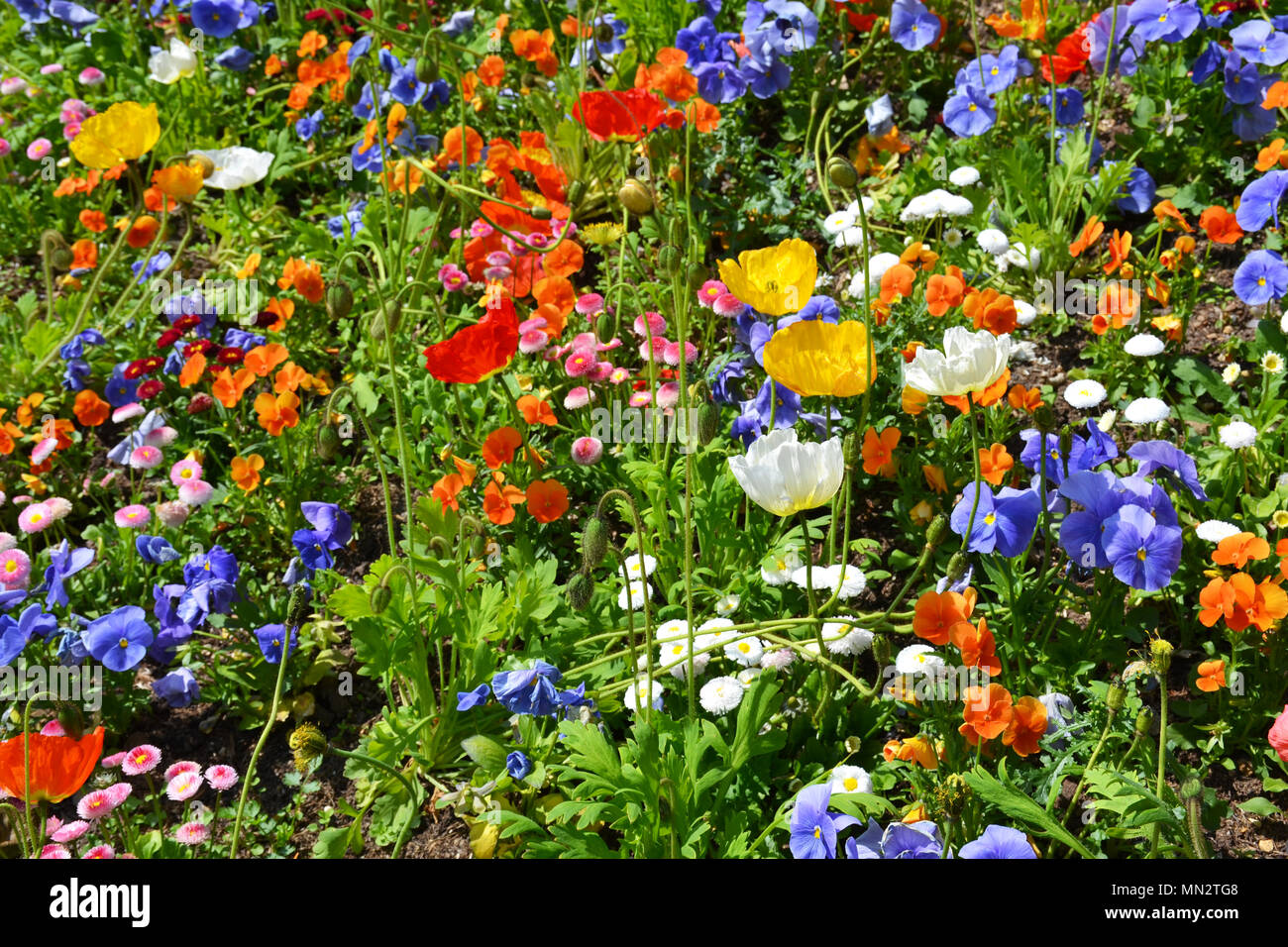 Field of colorful flowers Stock Photo - Alamy