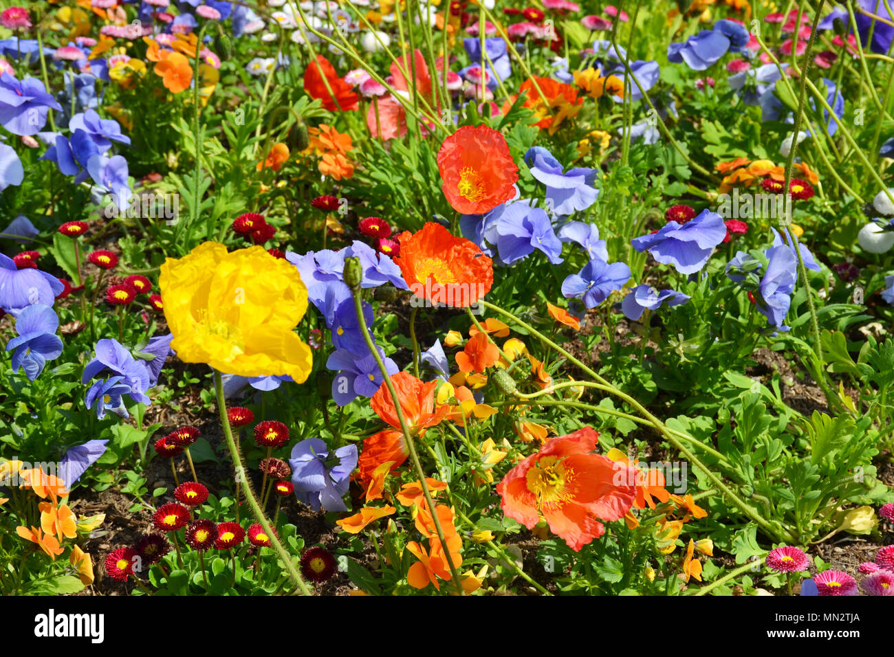 Field of colorful flowers Stock Photo - Alamy