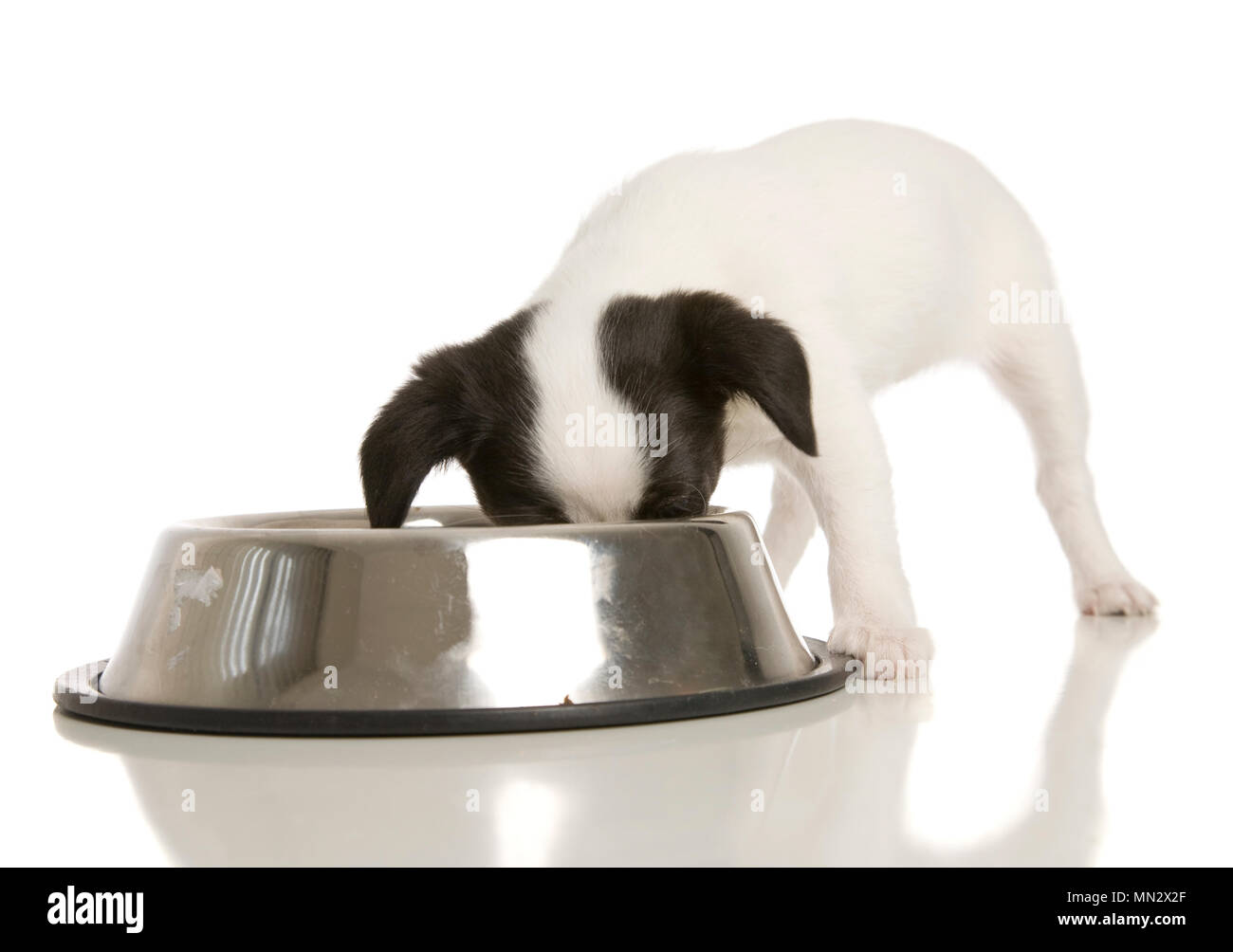 Papillon jack russell cross breed hi-res stock photography and images ...