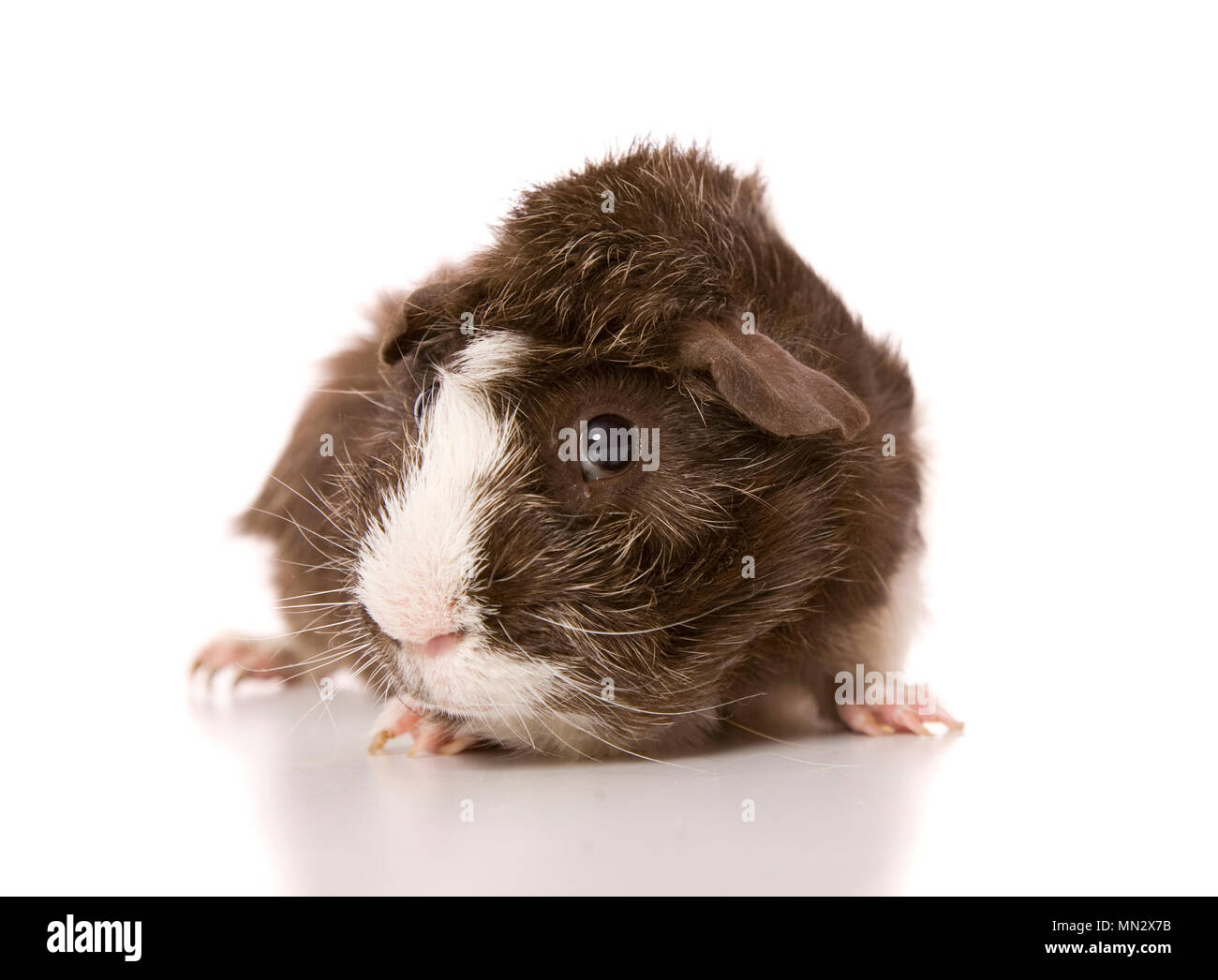 A scruffy baby Guinea Pig Stock Photo - Alamy