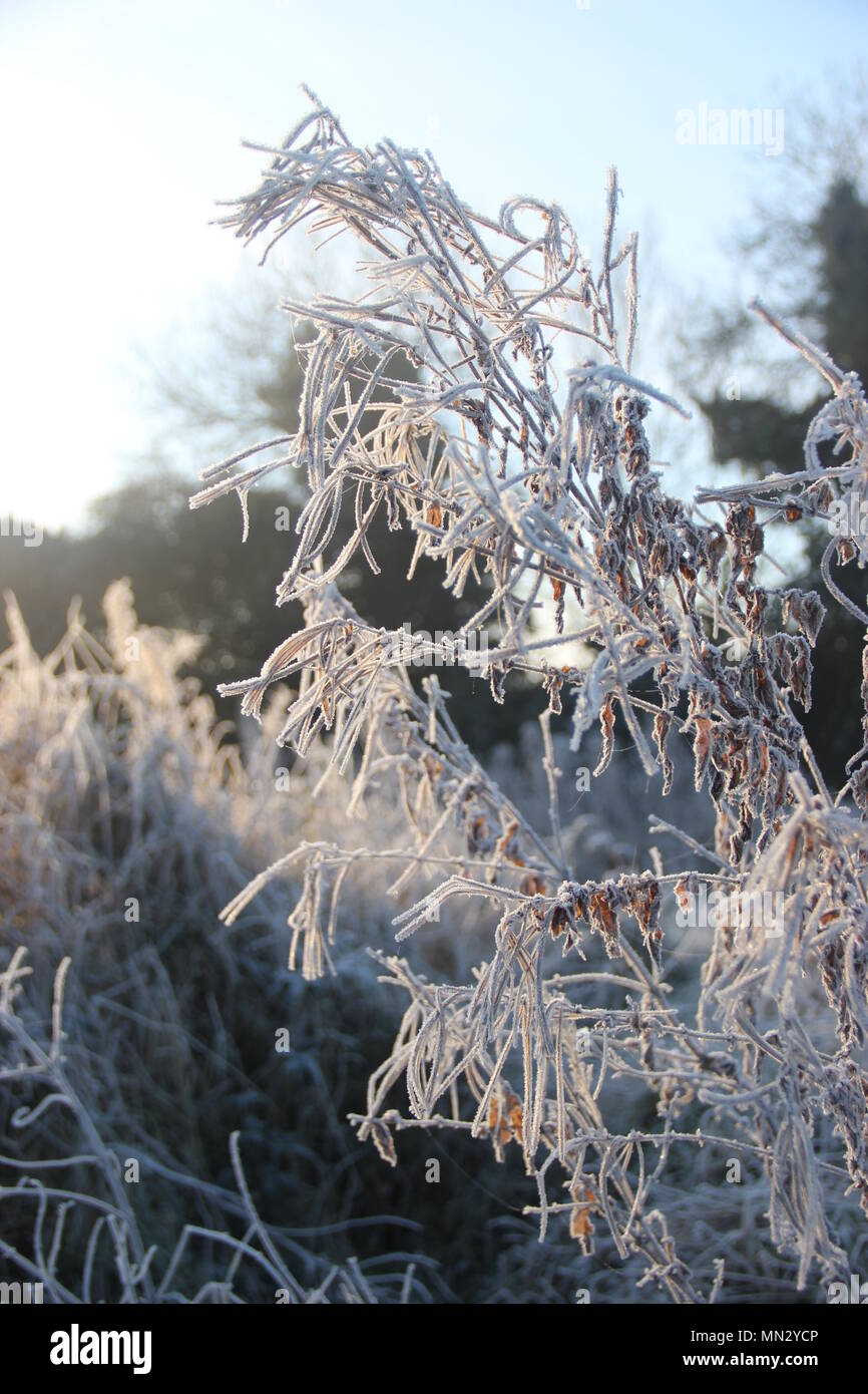 Snowy plants in Dublin Stock Photo - Alamy