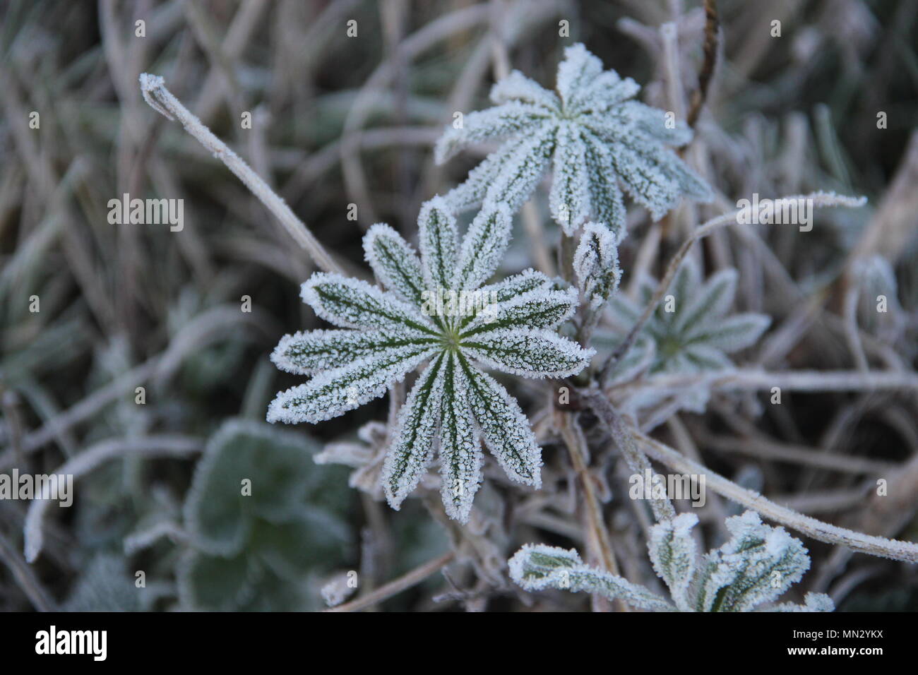 Snowy plants in Dublin Stock Photo - Alamy