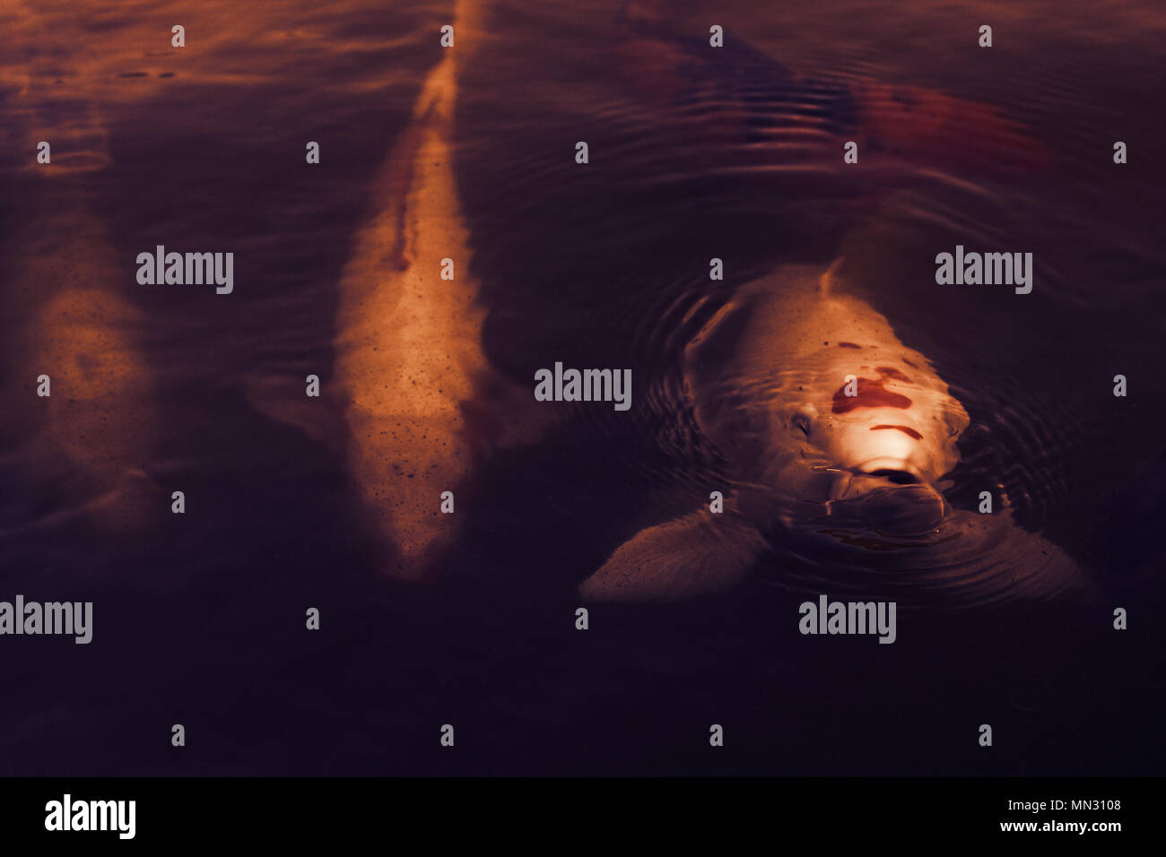 Human face carp hi-res stock photography and images - Alamy