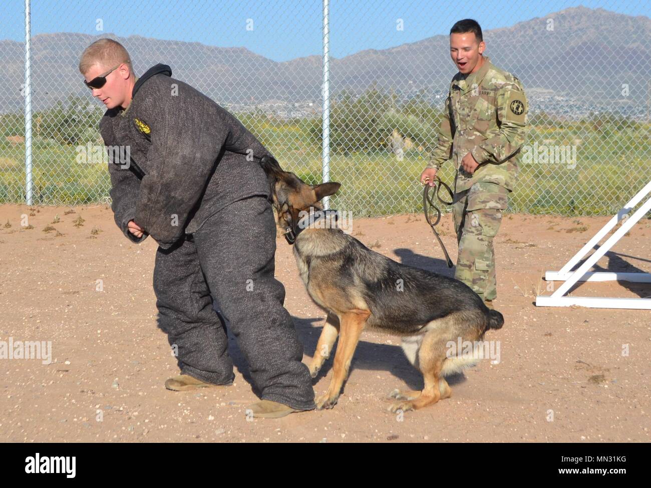 Zeusz, 2, a German Shepherd military working dog assigned to the 513th ...