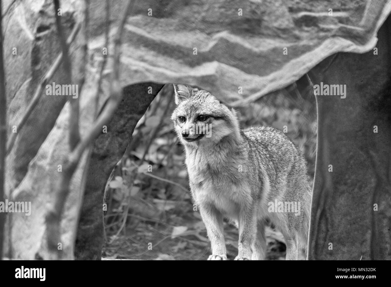 Fox watching Black and White Stock Photos & Images - Alamy