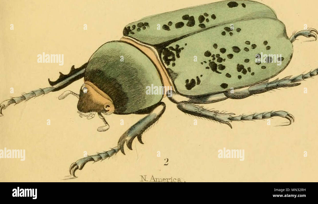 "The natural history of beetles : illustrated by thirty-two plates ...