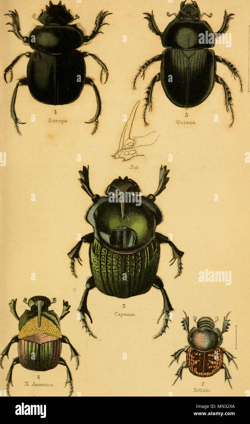 "The natural history of beetles : illustrated by thirty-two plates ...