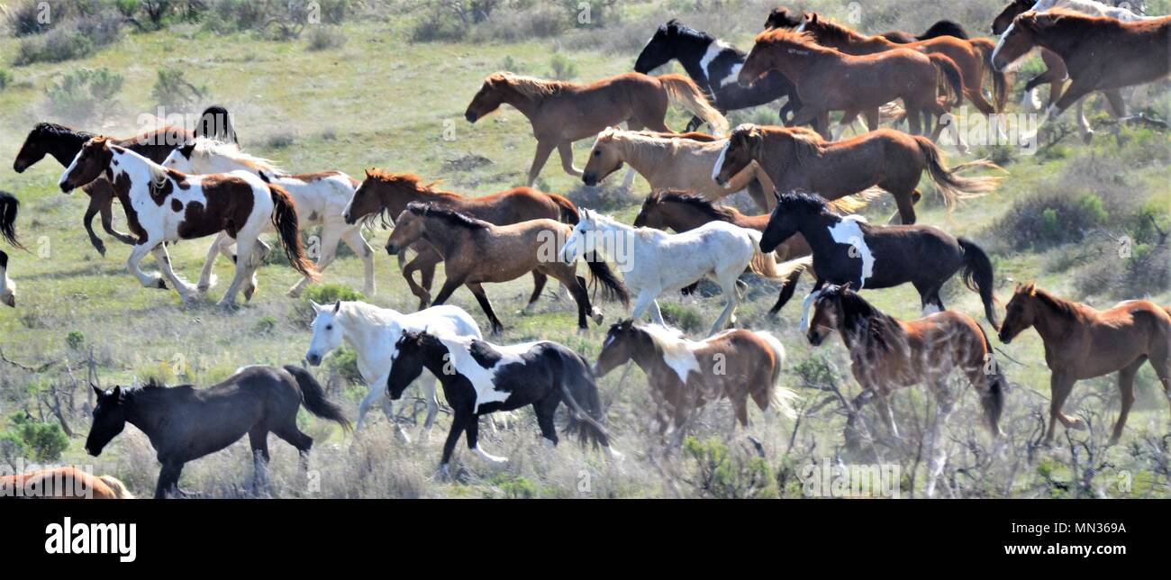 Horse Herd Galloping High Resolution Stock Photography and Images - Alamy