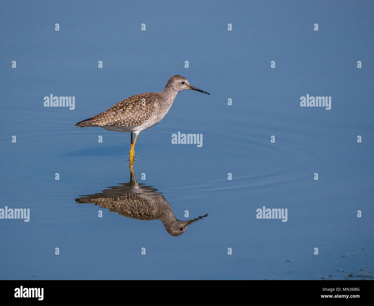 Greater Yellow Leg Wading Bird Stock Photo - Alamy