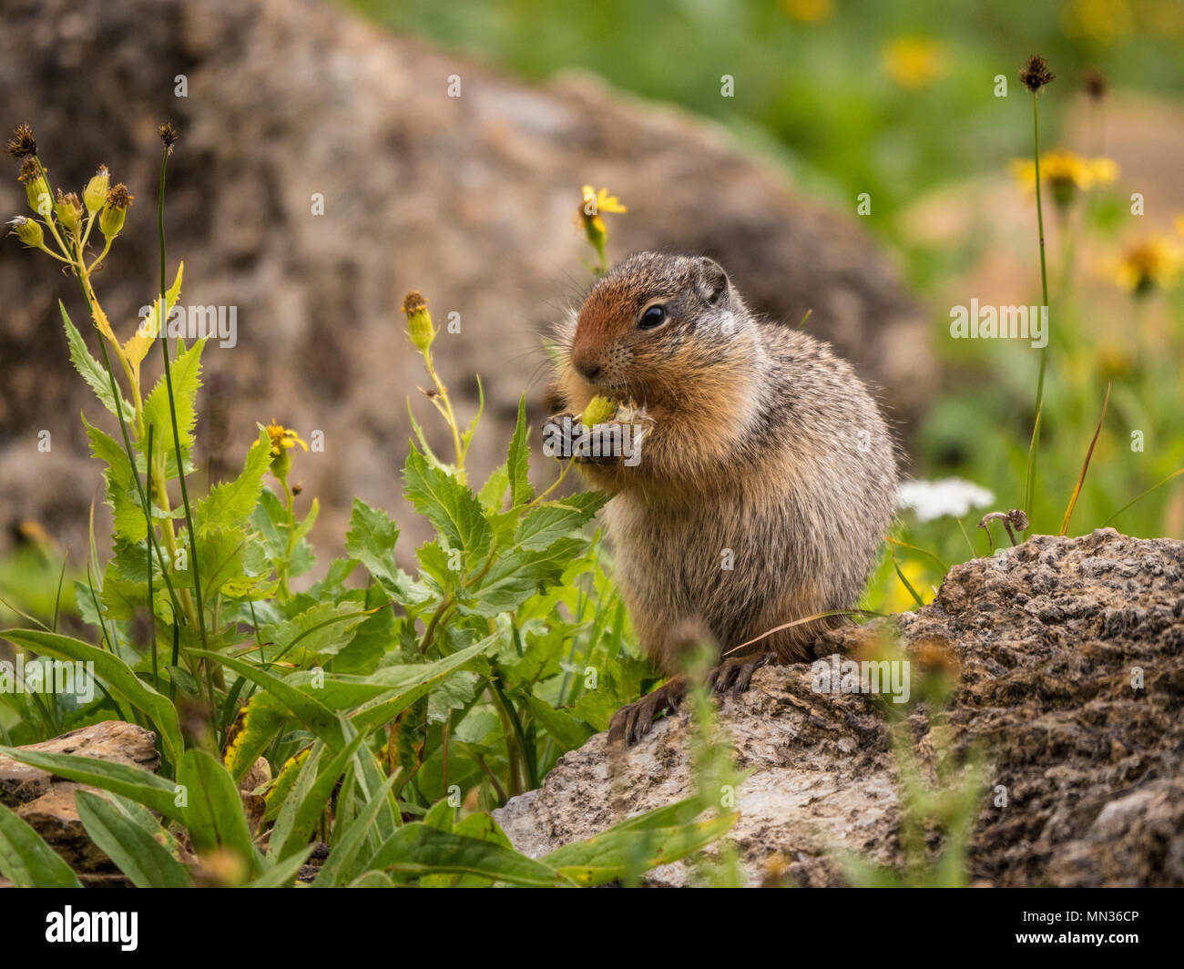 A Gopher Eating Flower Buds Stock Photo - Alamy