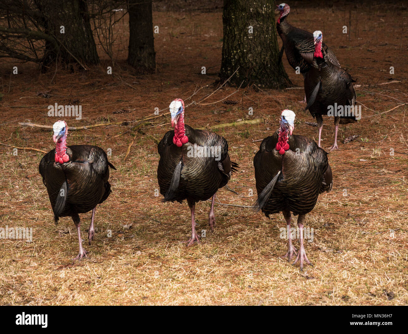 Wild Turkey in Michigan USA Stock Photo - Alamy