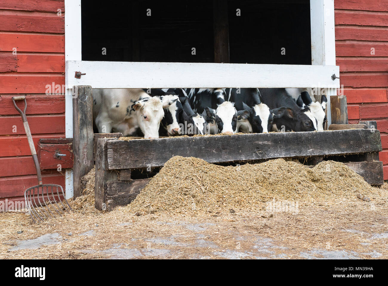 Group of cows eating at a trough. Rough board trough, red barn siding ...