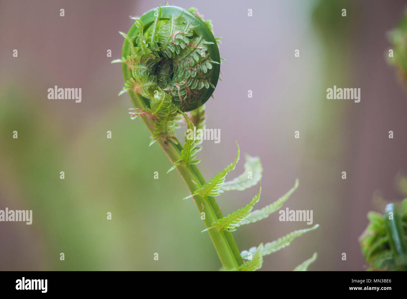 Fiddlehead fern hi-res stock photography and images - Alamy