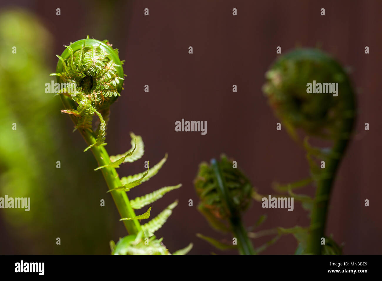 Furled fern hi-res stock photography and images - Alamy