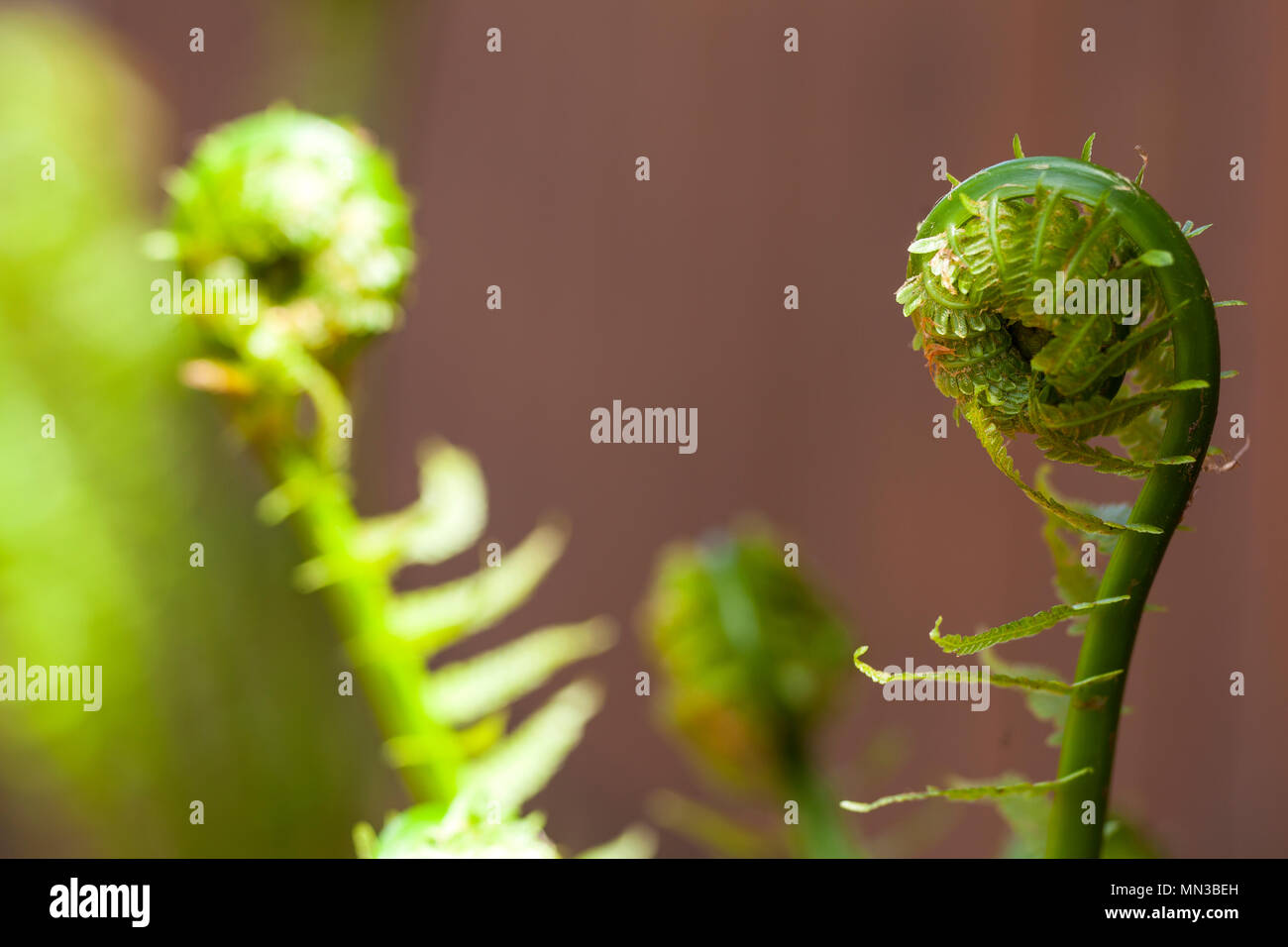 Fiddlehead fern hi-res stock photography and images - Alamy