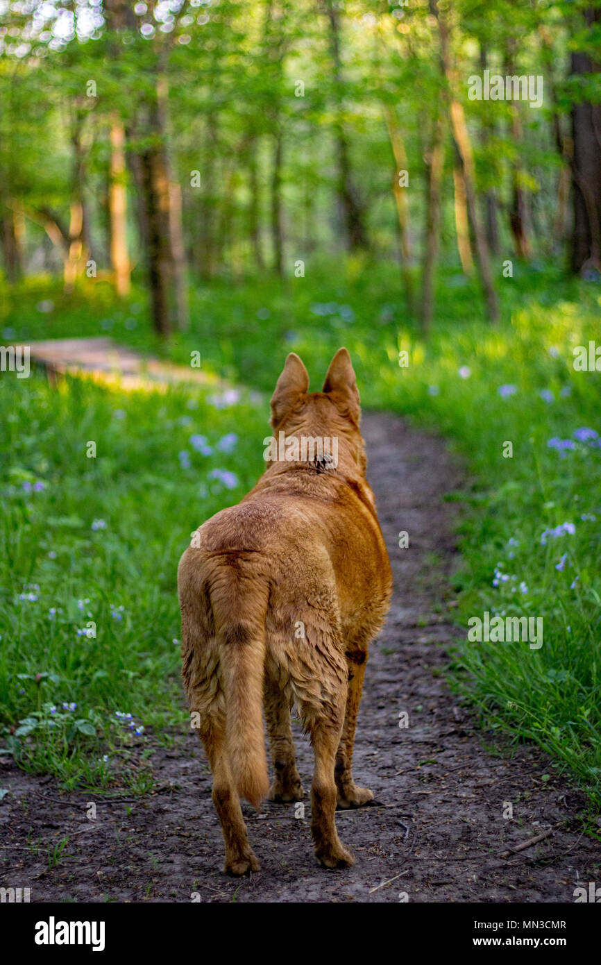 Dog In Flowers High Resolution Stock Photography and Images - Alamy