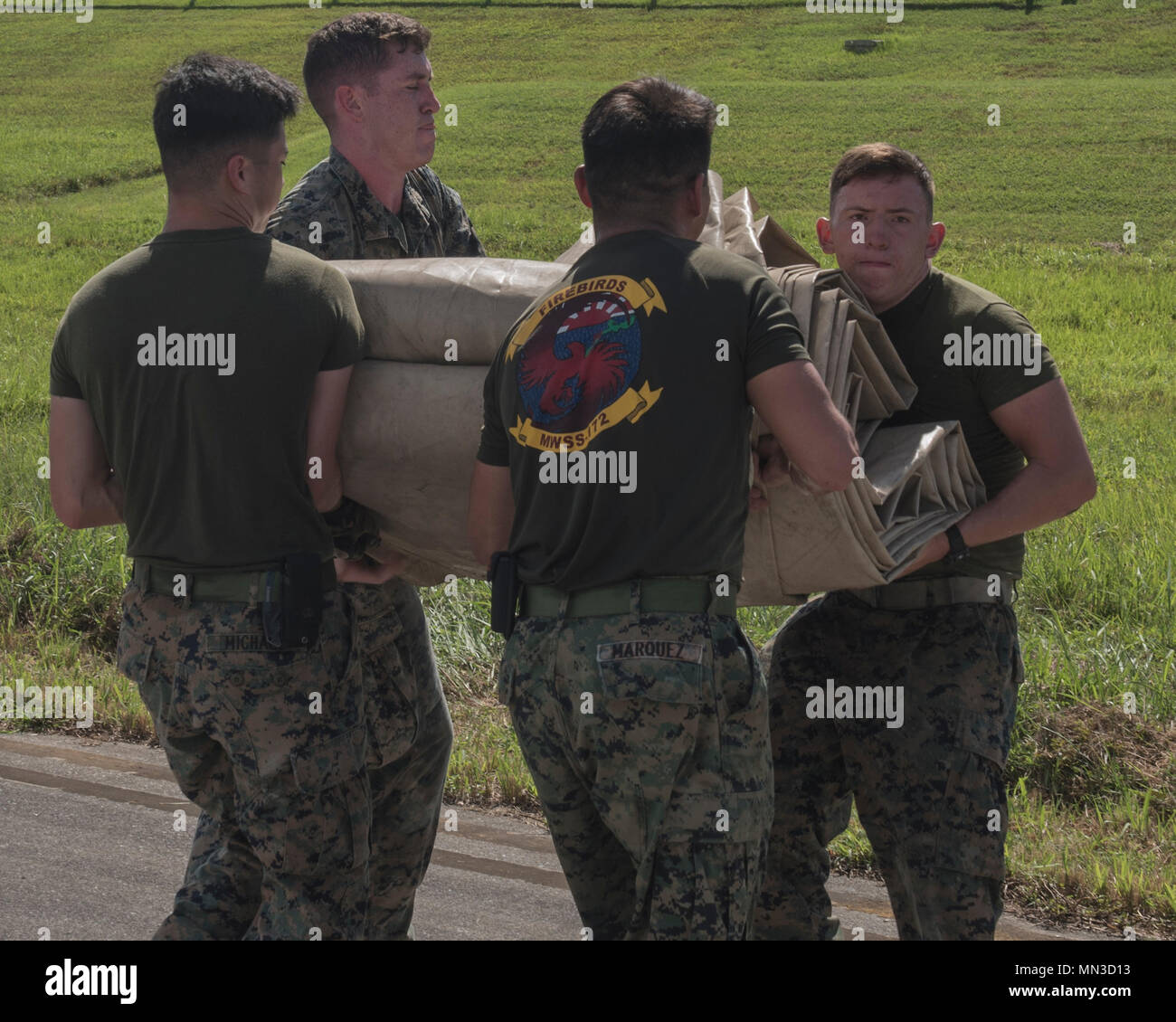 Conops High Resolution Stock Photography and Images - Alamy