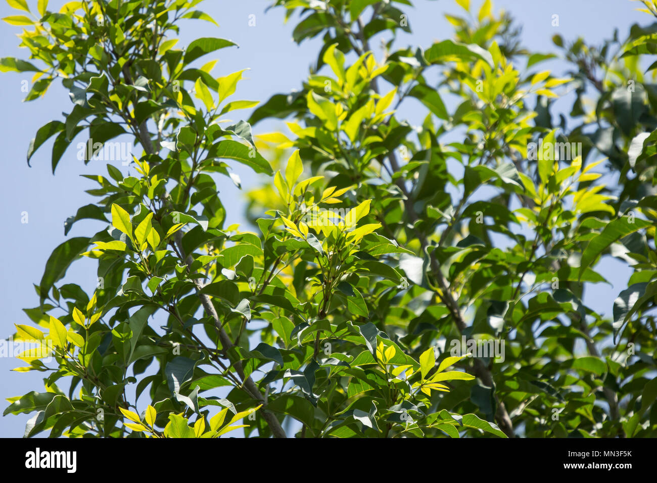 Close up Young Leaf of Indian cork tree Stock Photo - Alamy