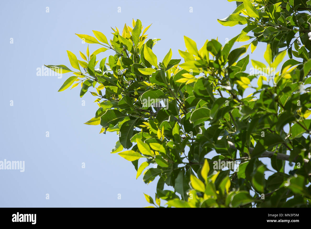 Indian cork leaf hi-res stock photography and images - Alamy