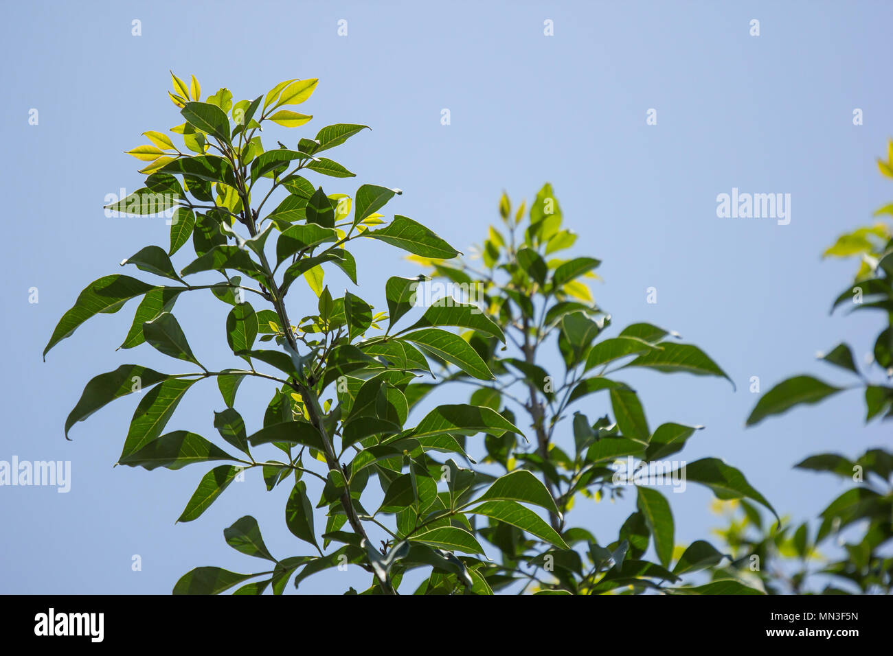 Close up Young Leaf of Indian cork tree Stock Photo - Alamy