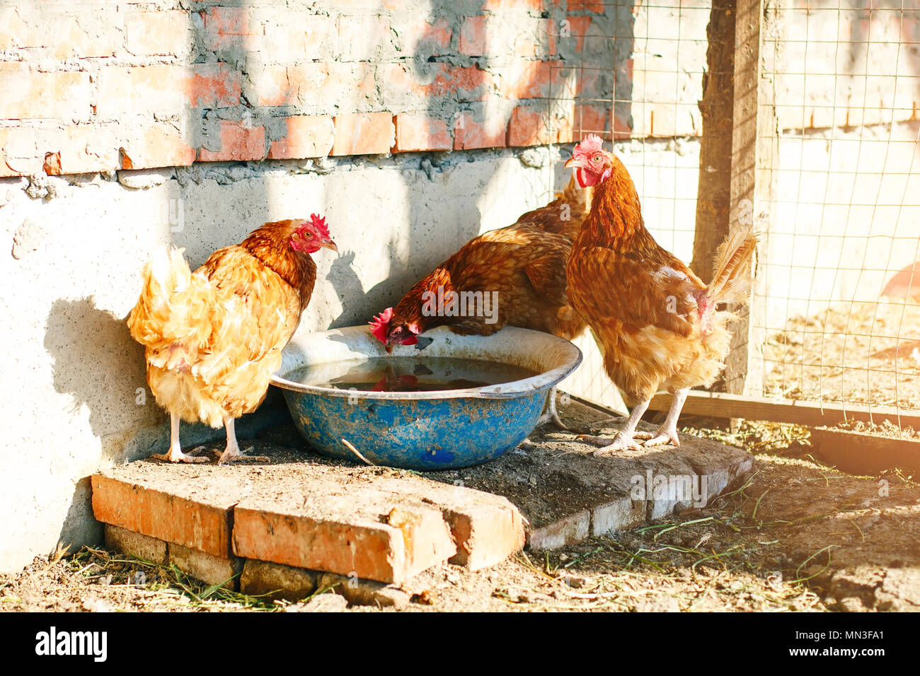 Roosters and hens on a traditional poultry farm. Agriculture Stock ...