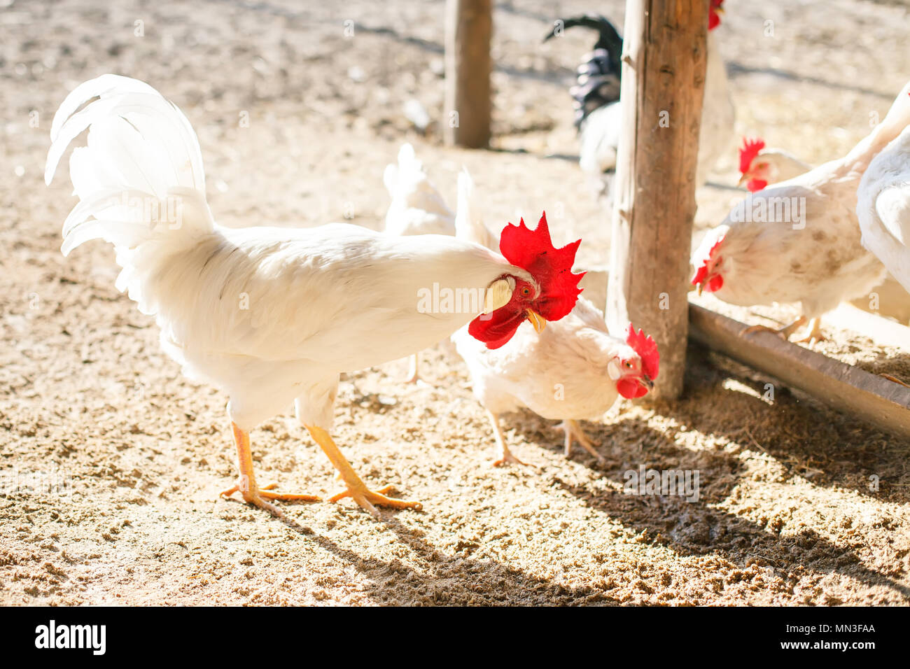 Roosters and hens on a traditional poultry farm. Agriculture Stock ...