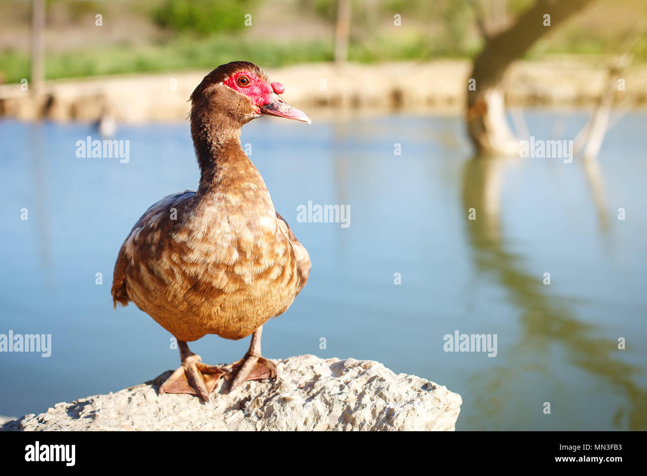 Musky duck on a traditional poultry farm. Agriculture Stock Photo - Alamy