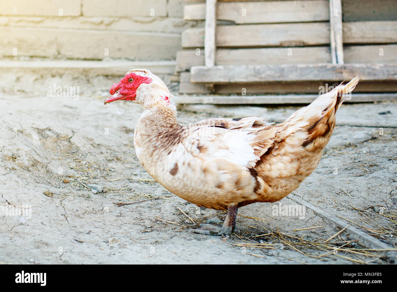 Musky duck on a traditional poultry farm. Agriculture Stock Photo - Alamy
