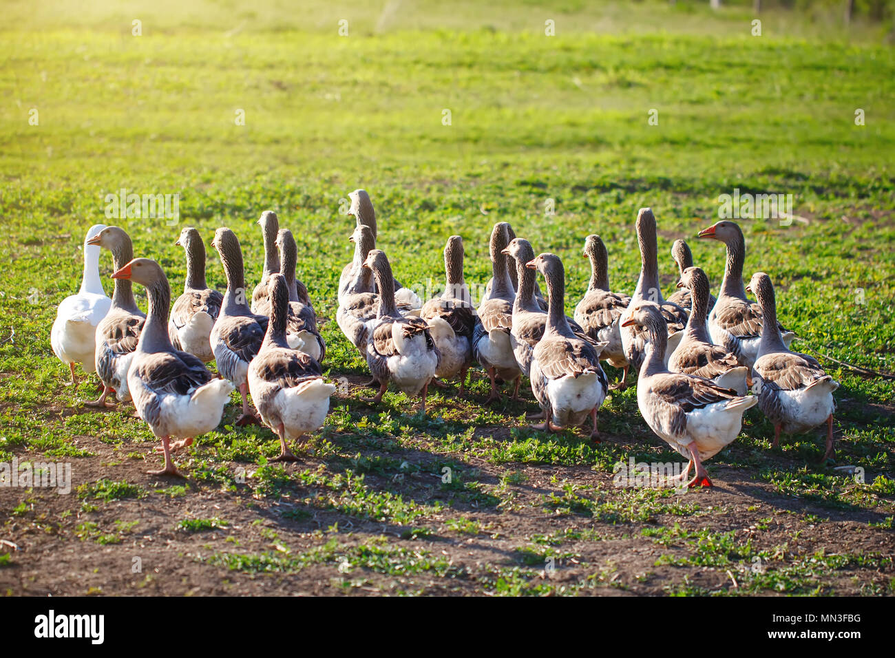 Geese on a traditional poultry farm. Agriculture Stock Photo - Alamy