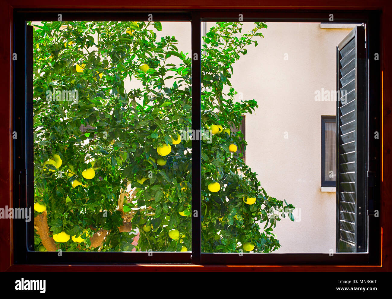 Grapefruit tree growing outside the window Stock Photo - Alamy