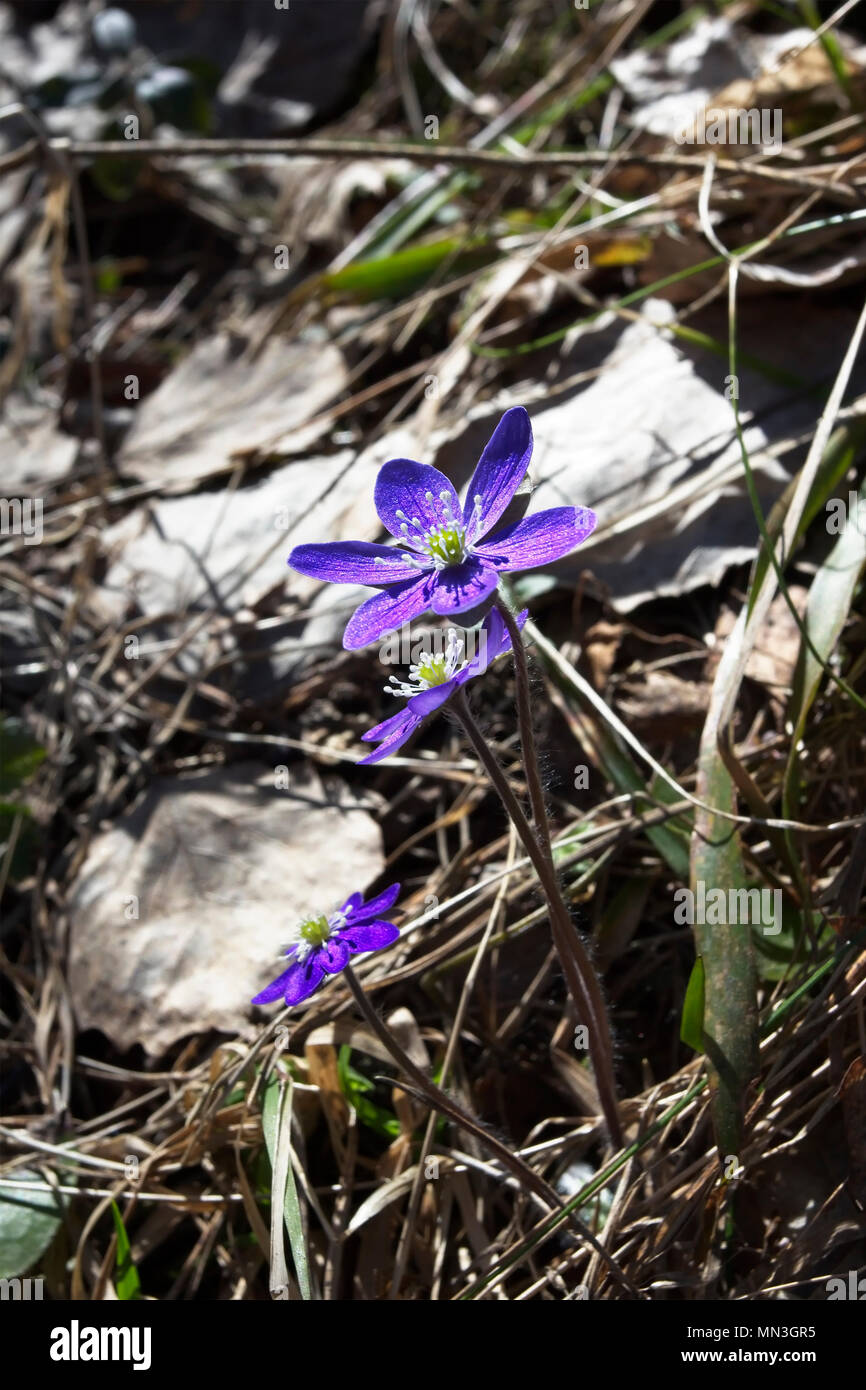 Liverwort flower hi-res stock photography and images - Alamy
