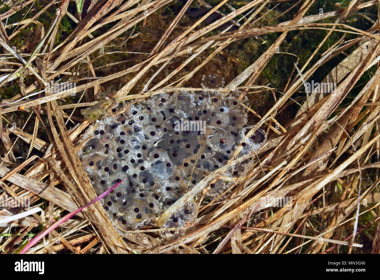 Frog spawn in the water, Finland Stock Photo - Alamy