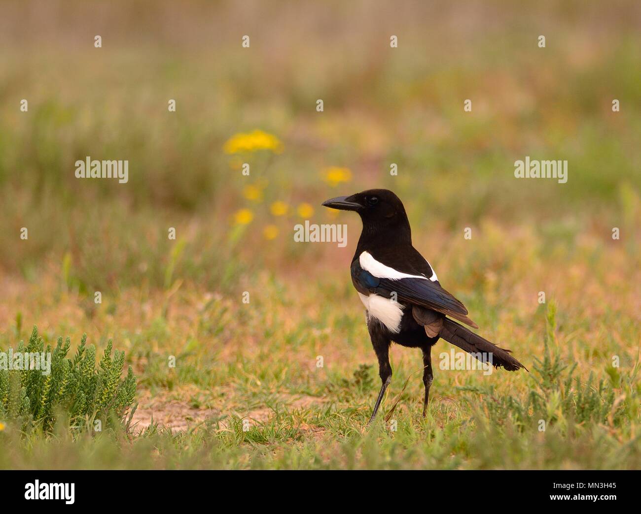Beautiful Eurasian magpie, European magpie, magpie perching in the ...
