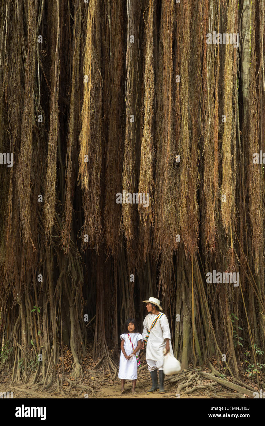 Giant fig tree hi-res stock photography and images - Alamy