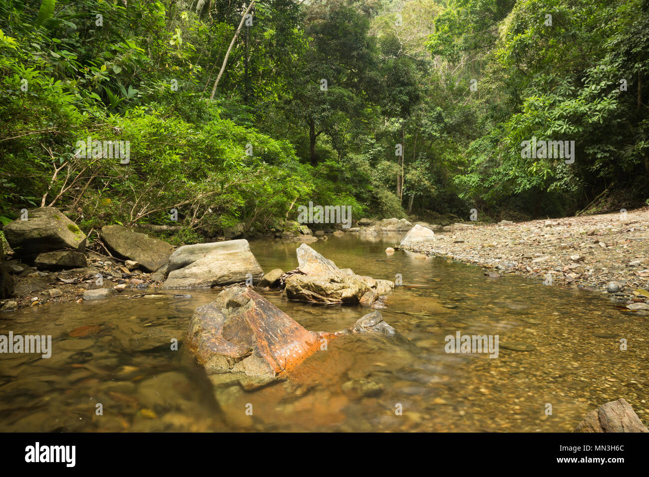 The jungle in the Quebrada Valencia, Magdalena, Colombia Stock Photo ...
